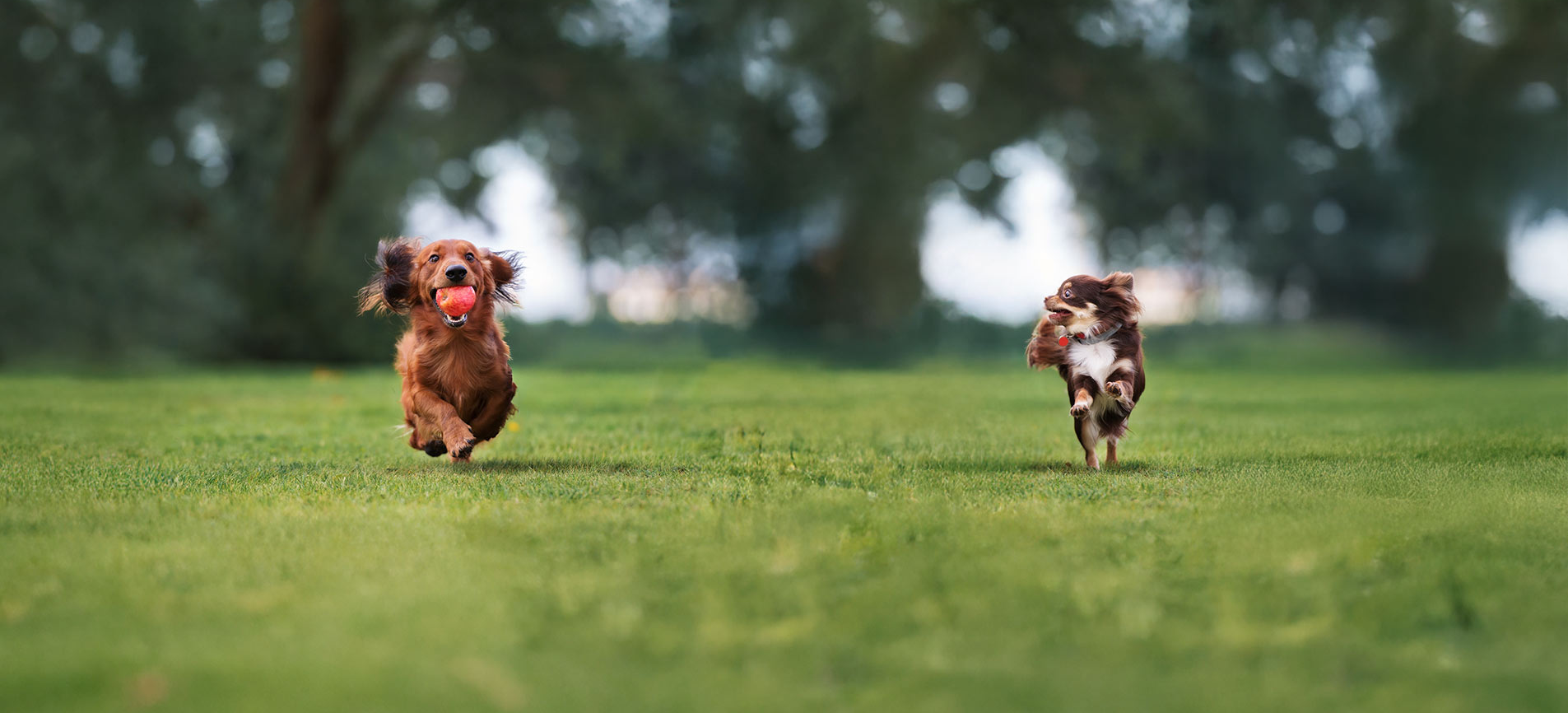 Naturediet | Dog Food Made With Natural Ingredients