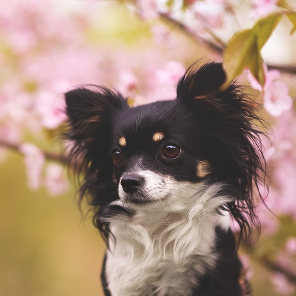 Keep your dog safe this spring | Naturediet