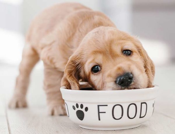 Naturediet | Dog Food Made With Natural Ingredients